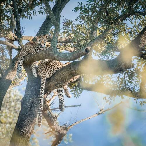 Pépites et grands crus